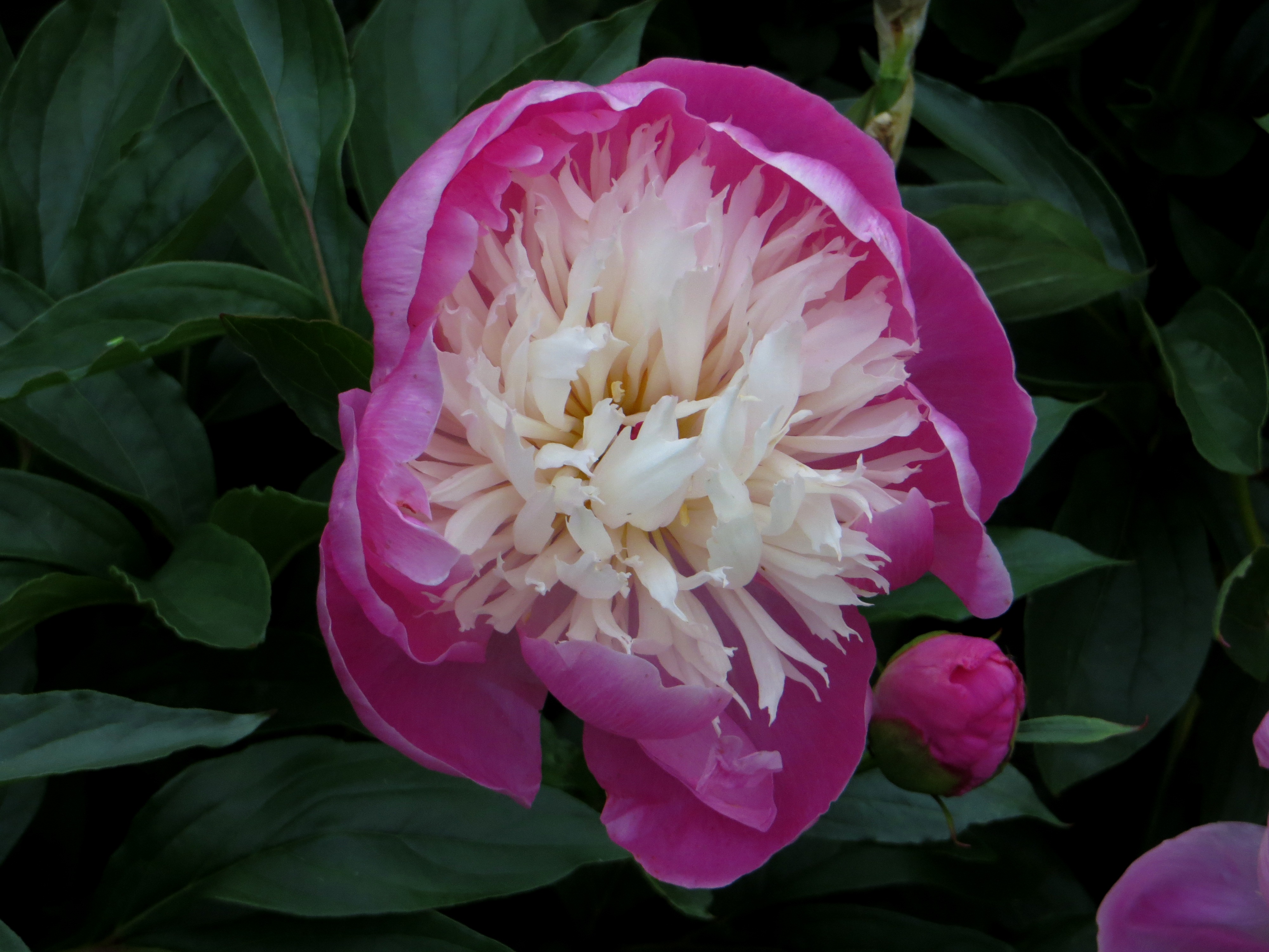 Paeonies in Greenwich Park - London Traveller
