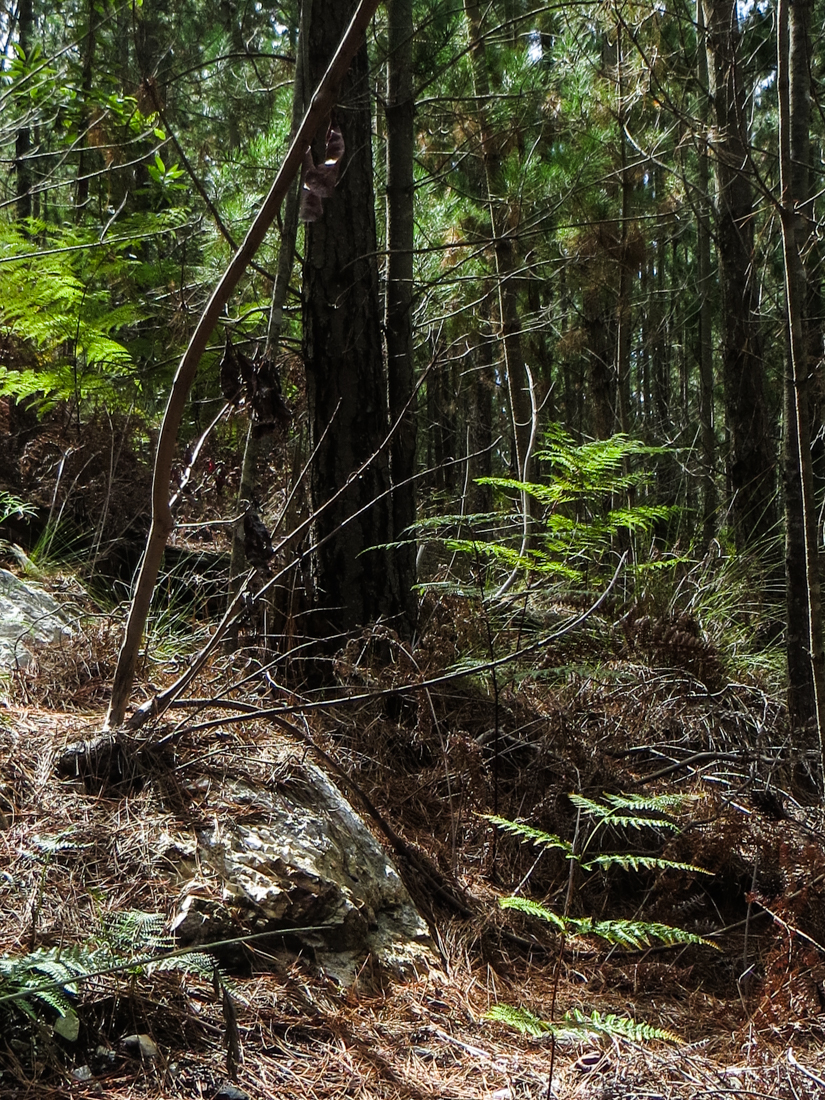 Walking at Suurbraak - London Traveller