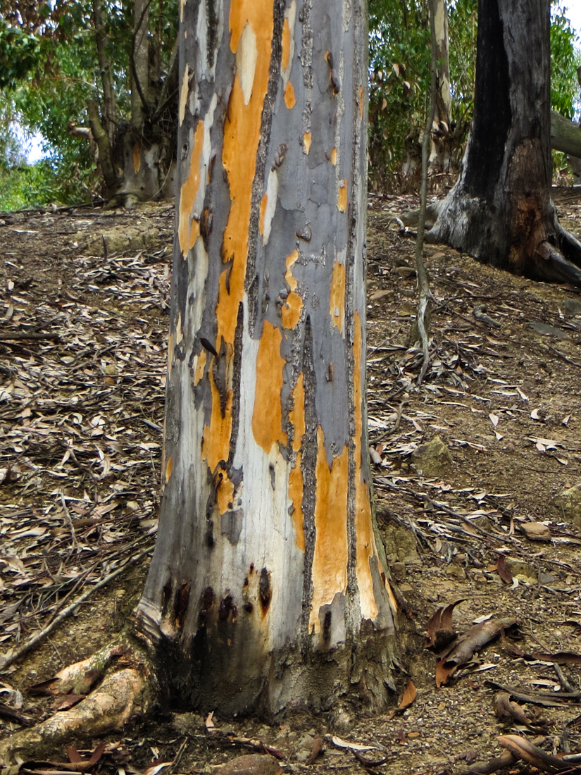 Walking at Suurbraak - London Traveller