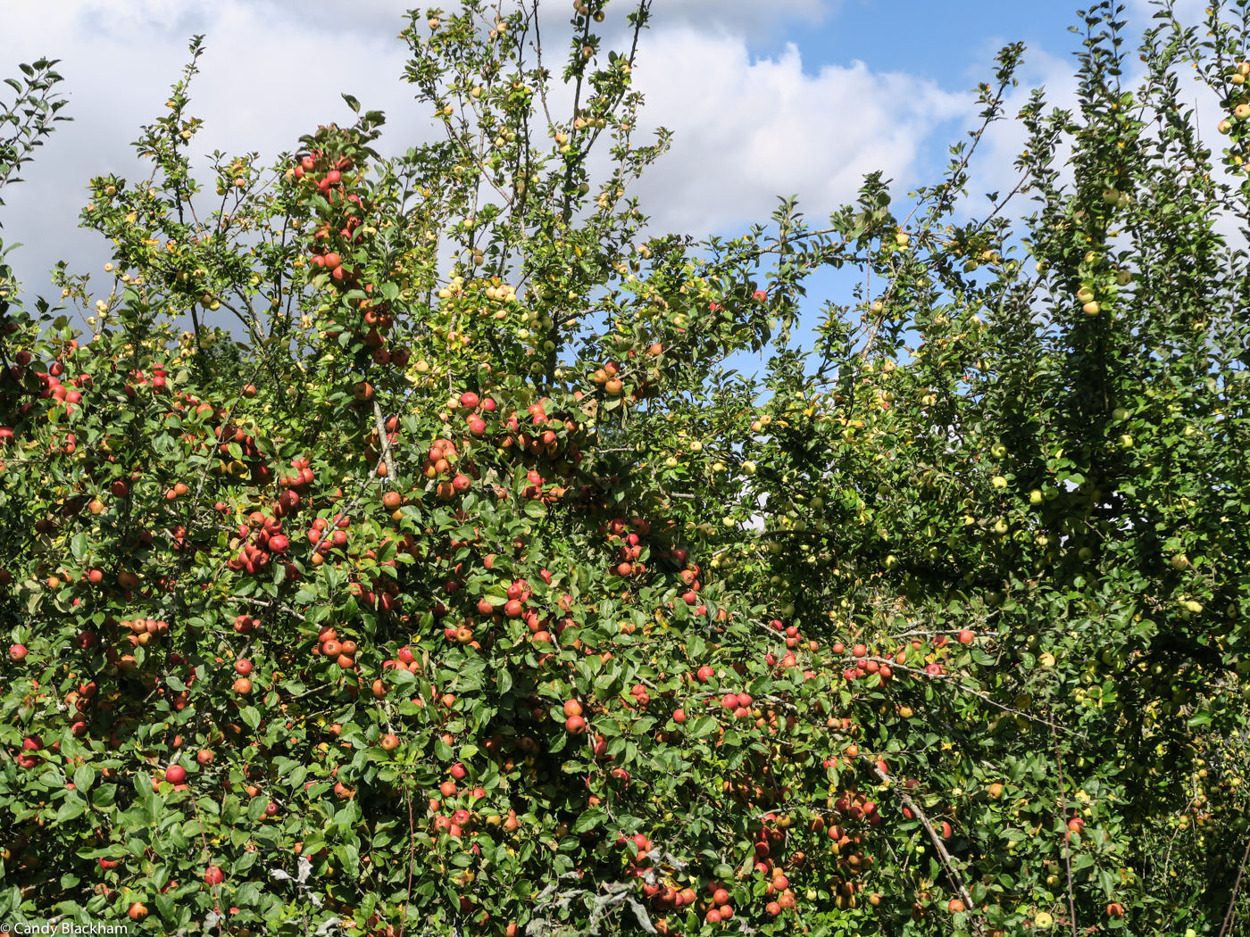 A circular walk around Plouye - London Traveller